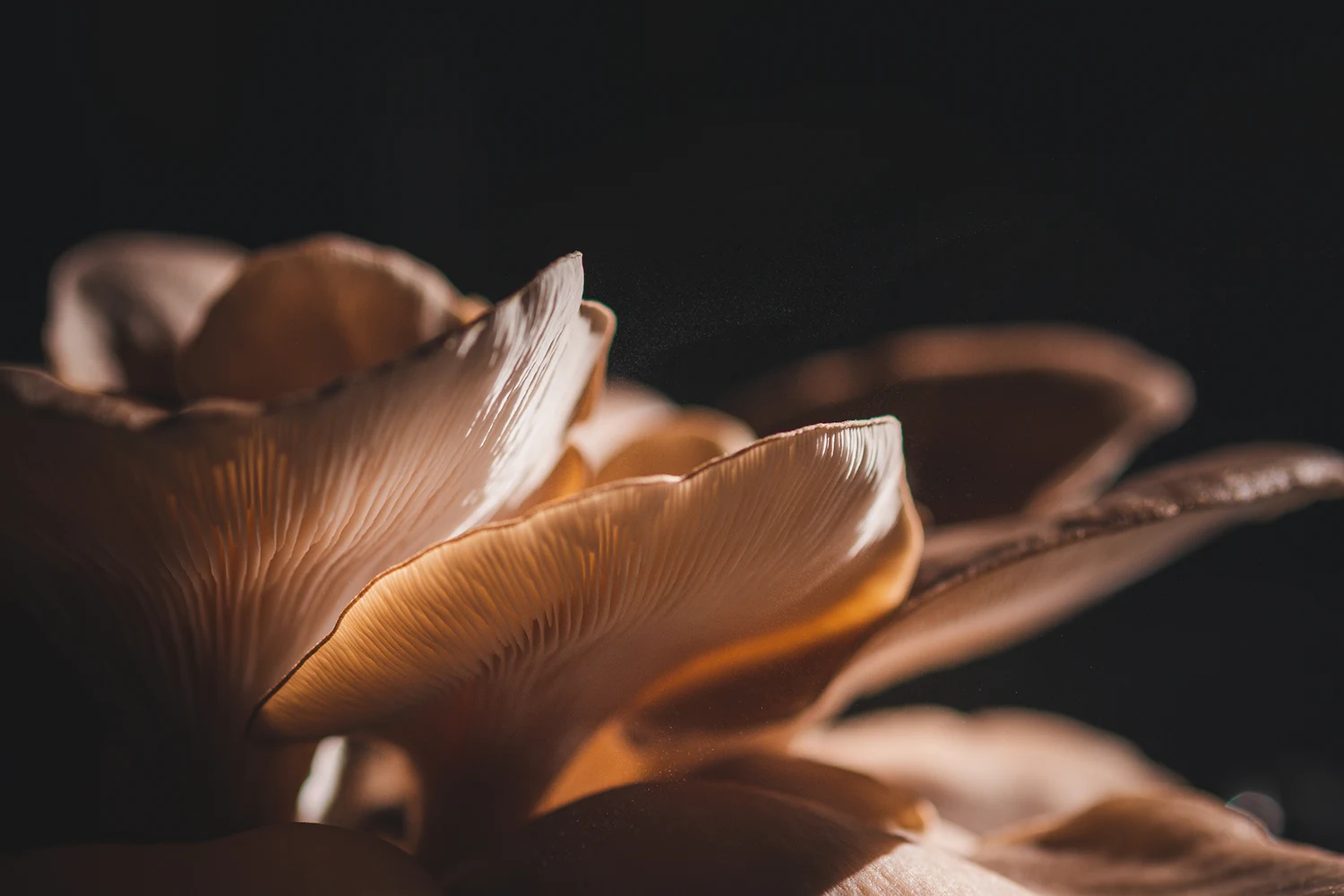 Seta ostra – Hongos de la Jara